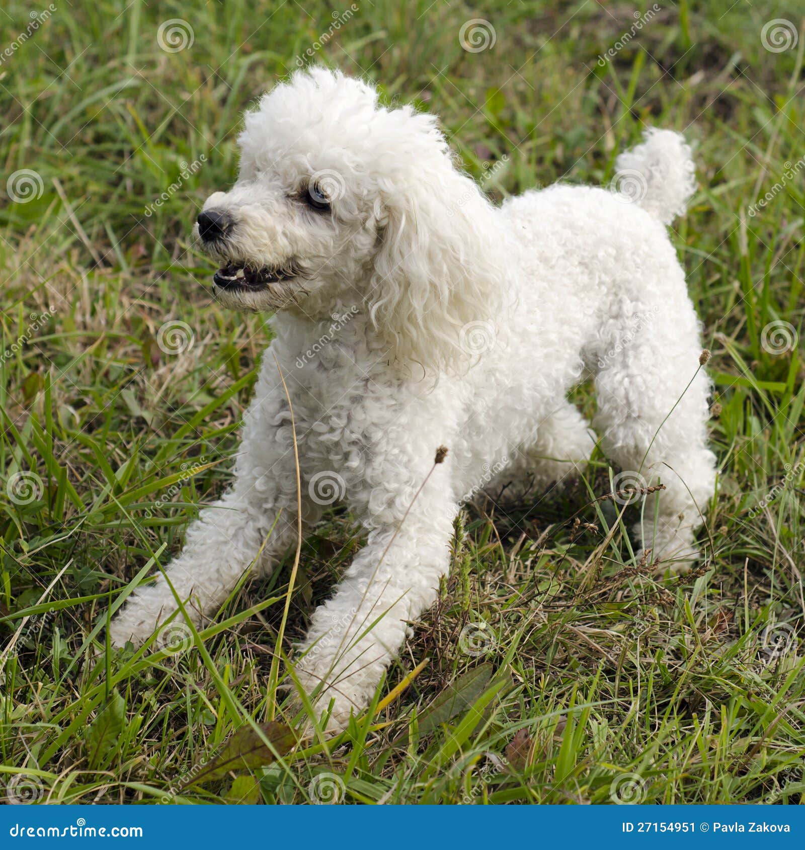 De hond van de poedel stock afbeelding. Image of zuiver - 27154951