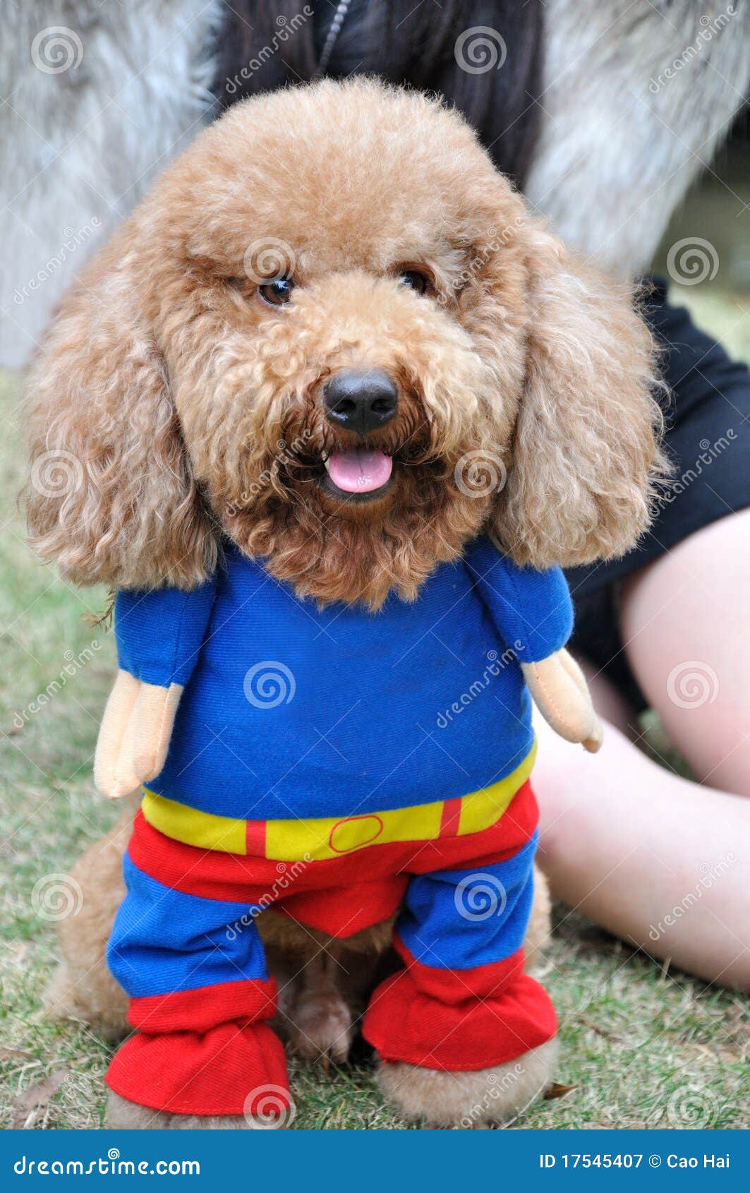 De Hond Van De Poedel in Kleren Stock Afbeelding - Image of poedel ...