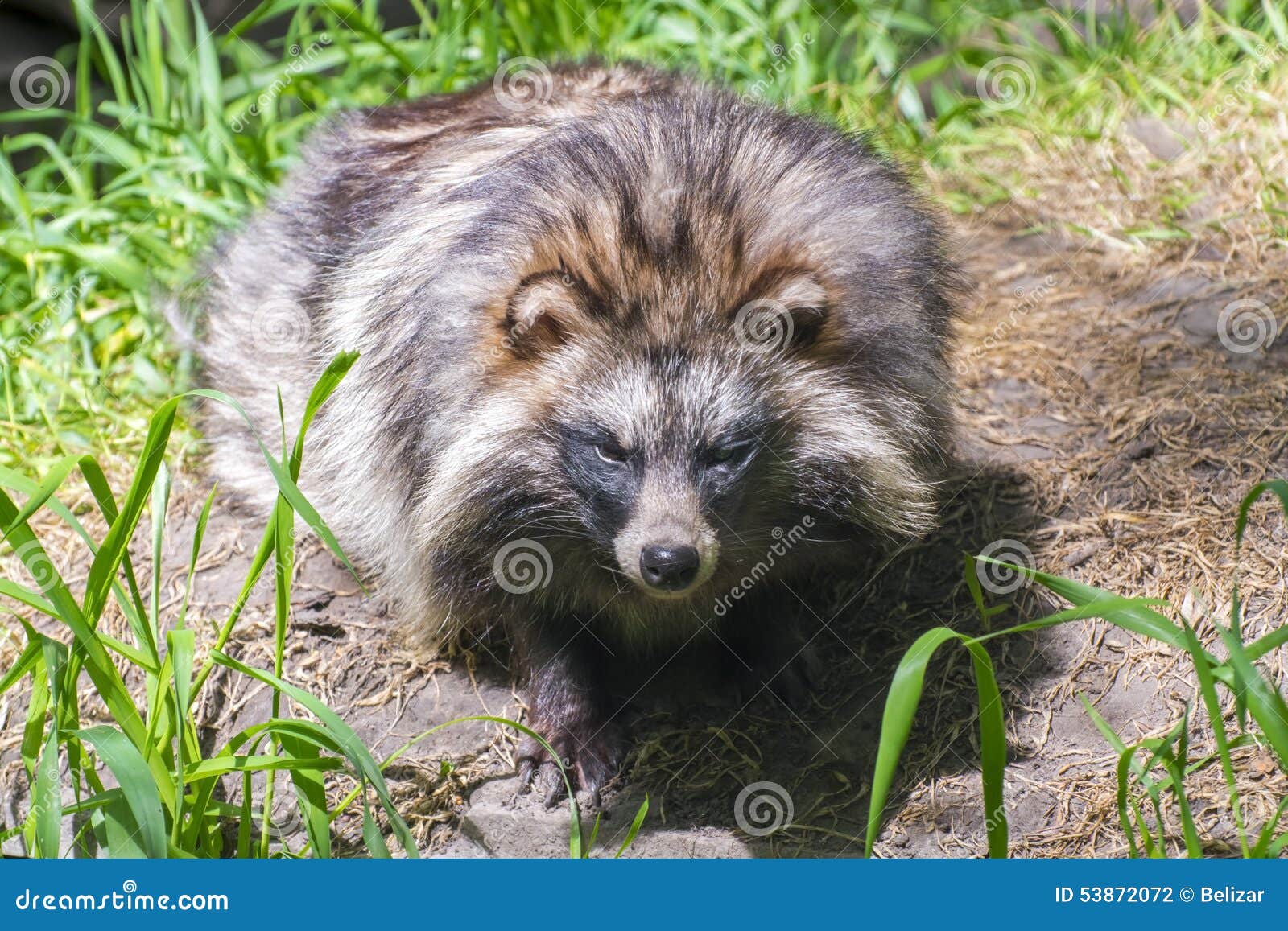 De Hond Van De Wasbeer (Nyctereutes Procyonoides) Stock Foto - Image of ...