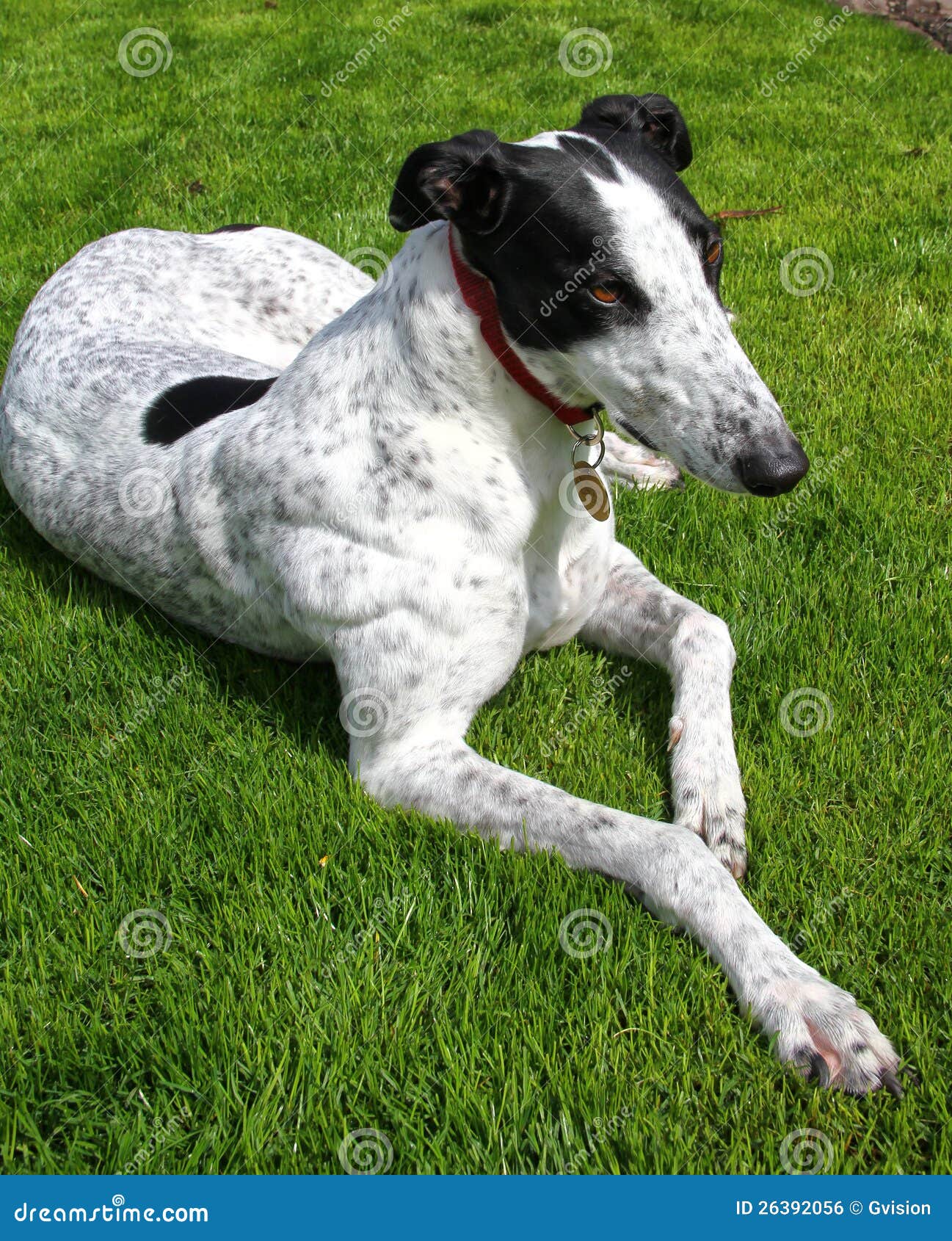 De hond van de windhond stock foto. Image of racen, hond - 26392056