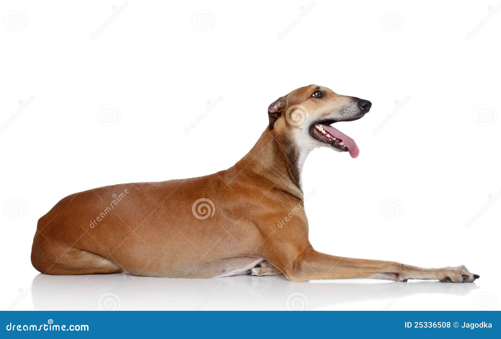 De Hond Van De Windhond Op Witte Achtergrond Stock Foto - Image of ...