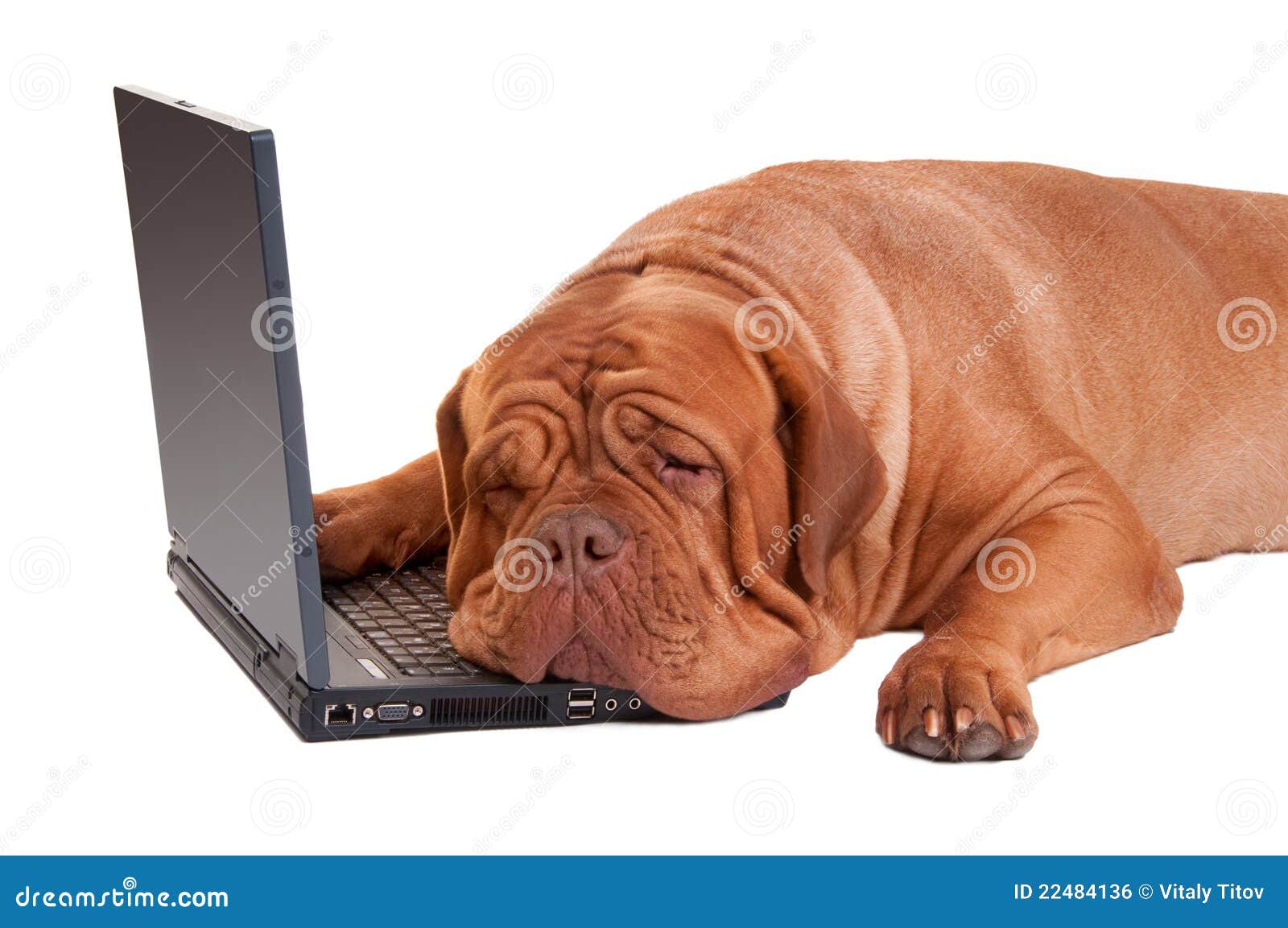 De Hond Van Hardworker Met Computer Stock Foto - Image of geïsoleerd ...