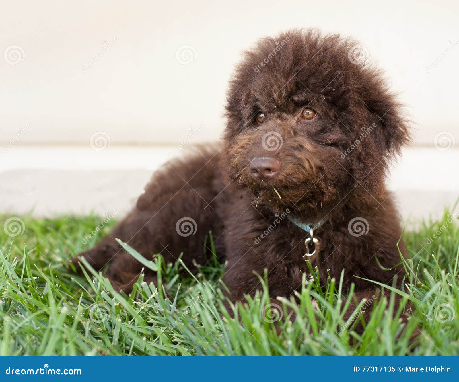 De Hond Van Het Chocolade Labradoodle Puppy Legt Op Het Gras Stock ...