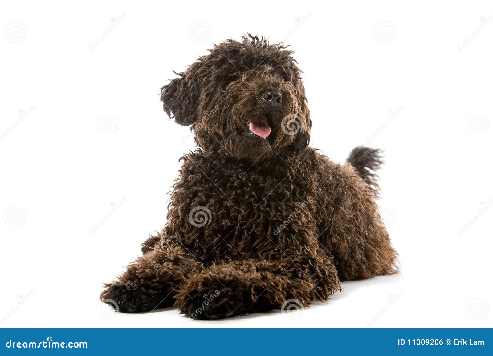 De hond van Labradoodle stock foto. Image of grond, geïsoleerd - 11309206
