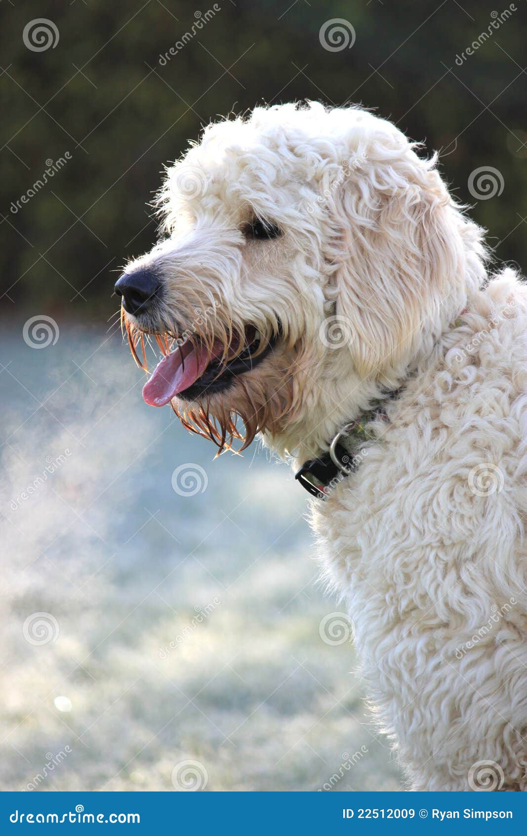 De hond van Labradoodle stock afbeelding. Image of honds - 22512009