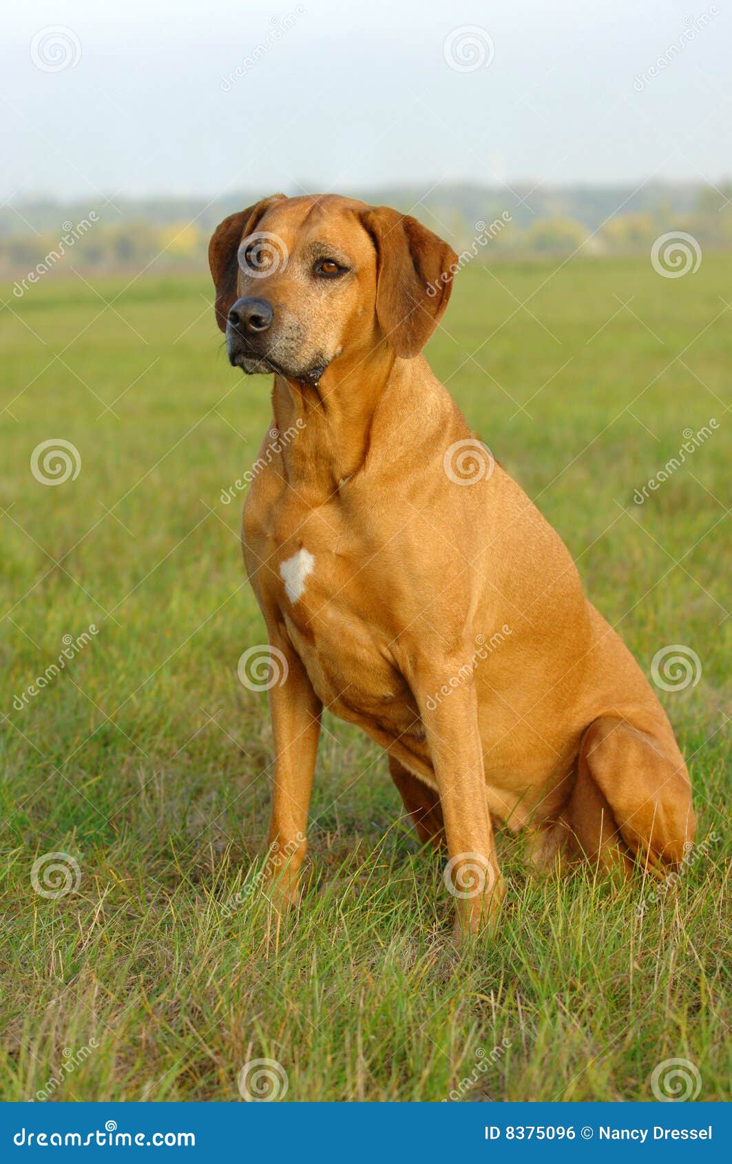 De Hond Van Rhodesian Ridgeback Stock Foto - Image of afrika, zwart ...