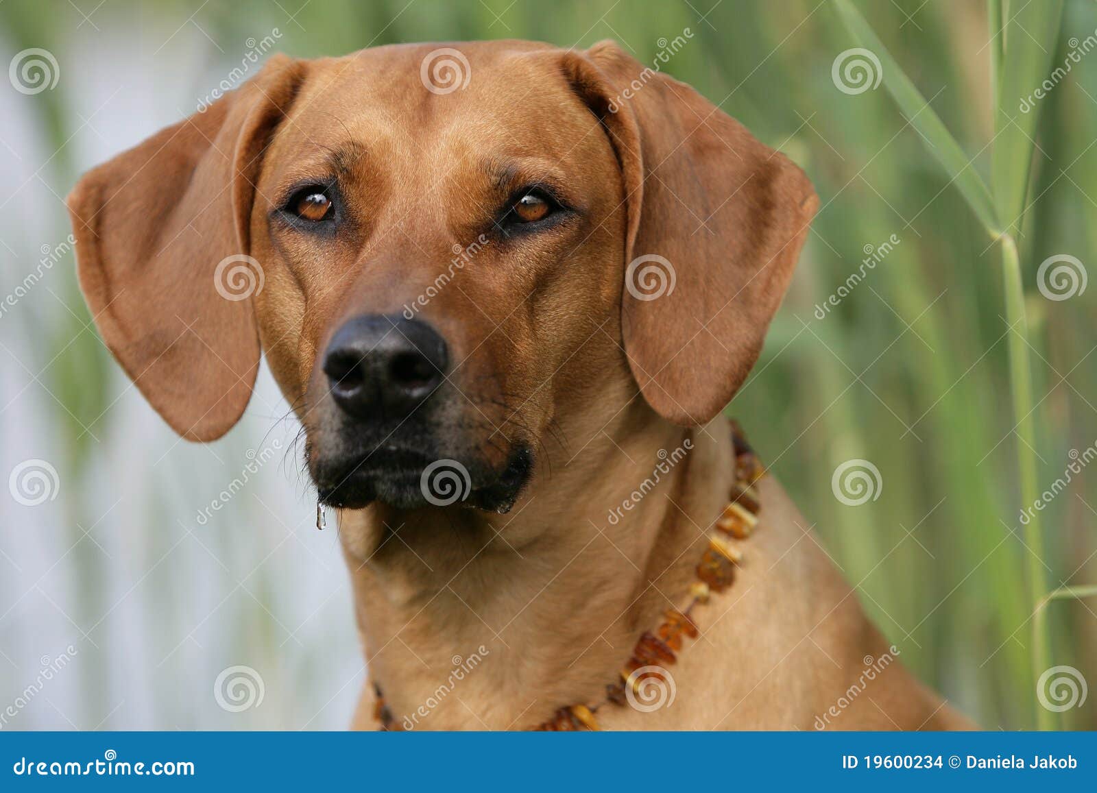 De Hond Van Ridgeback Van Rhodesian Stock Foto - Image of haring, koel ...