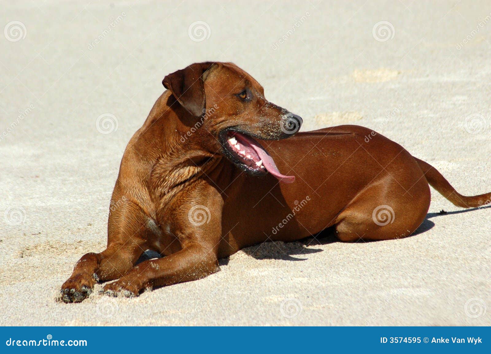 De Hond Van Ridgeback Van Rhodesian Stock Afbeelding - Image of buiten ...