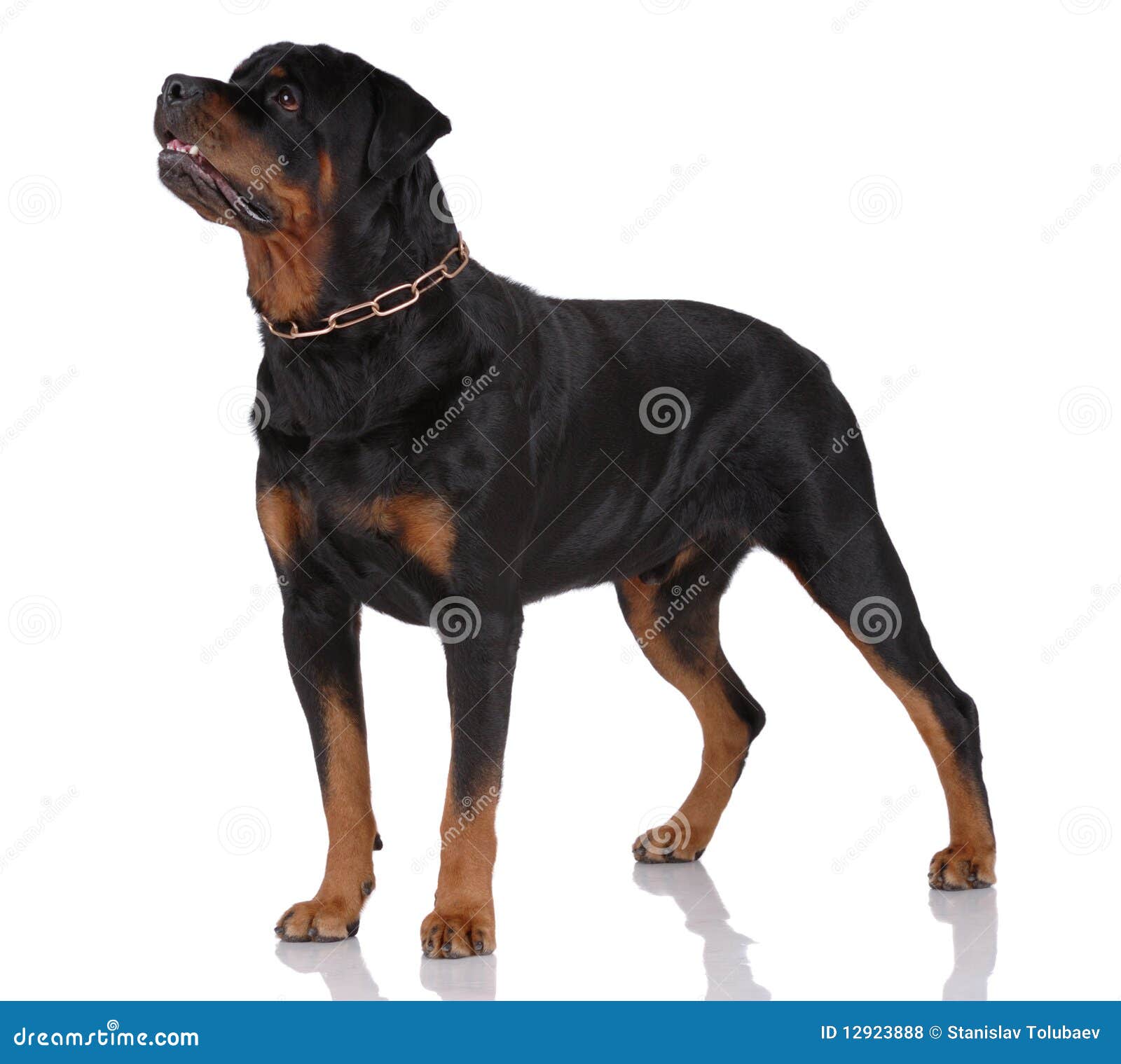 De hond van Rottweiler stock foto. Image of haar, kroost - 12923888