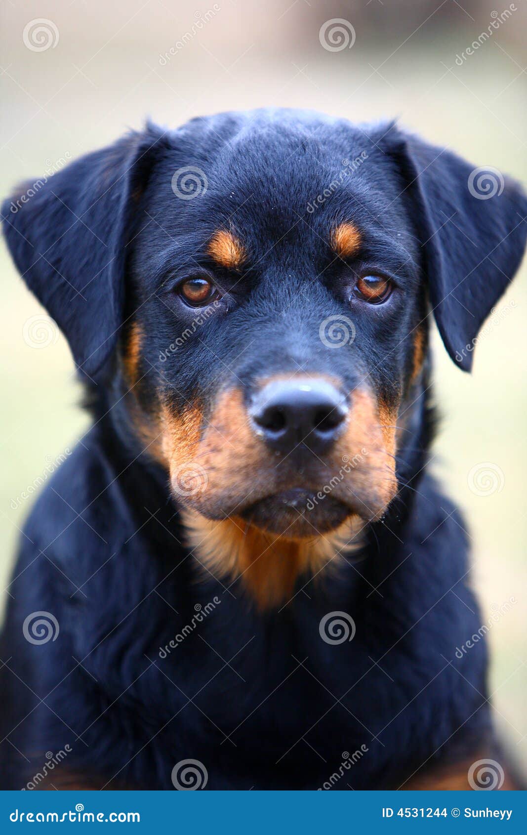 De hond van Rottweiler stock foto. Image of wacht, openlucht - 4531244