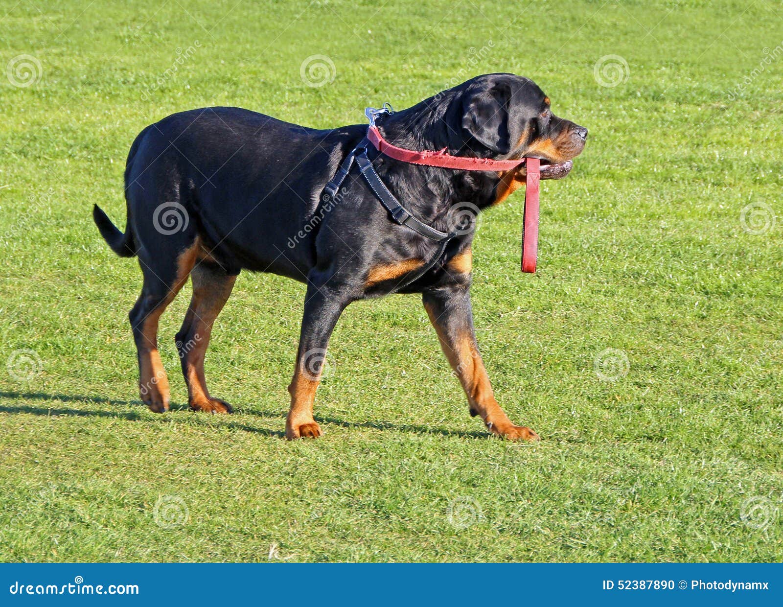 De Hond van Rottweiler stock foto. Image of lood, walkies - 52387890