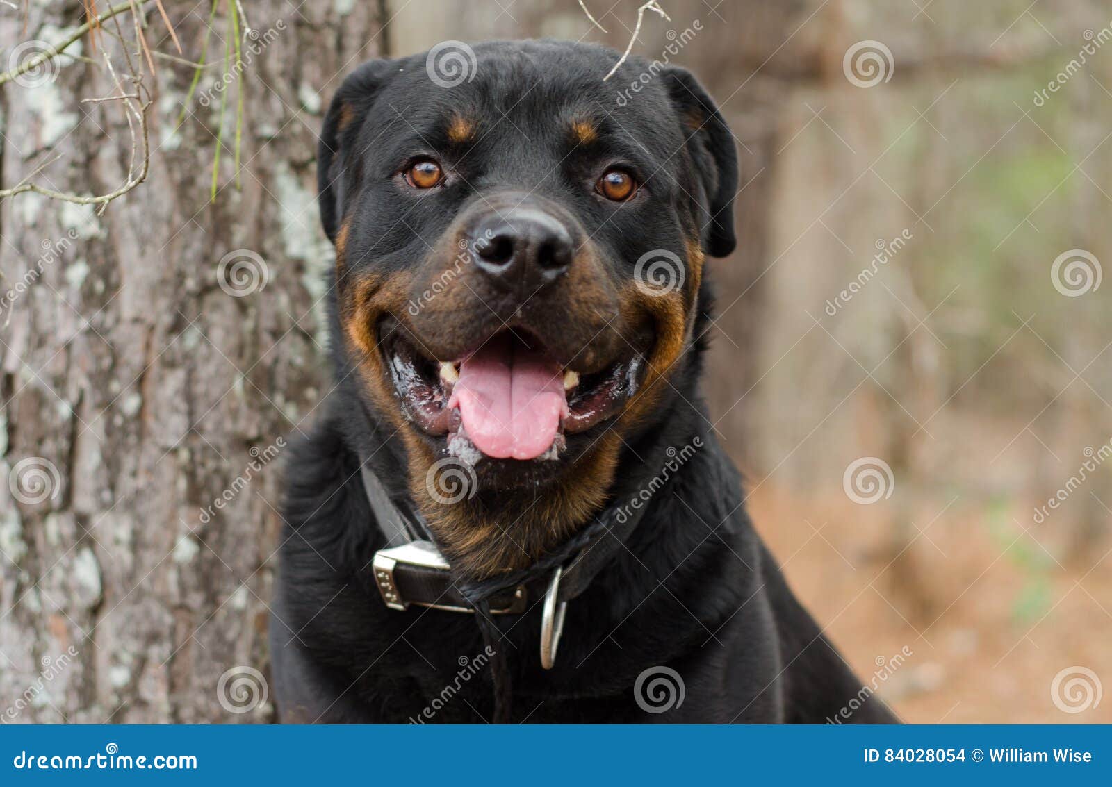 De Hond van Rottweiler stock foto. Image of openlucht - 84028054