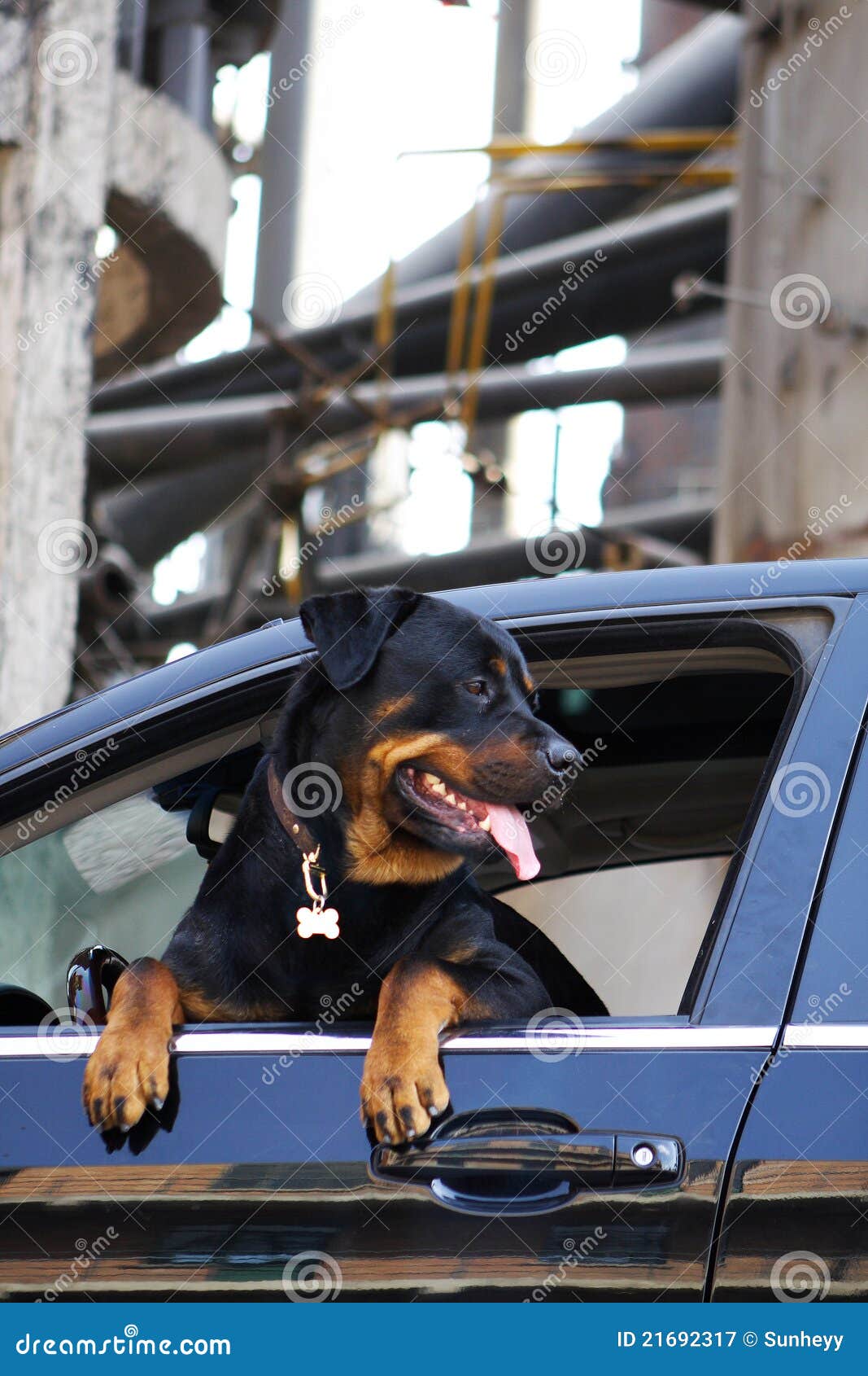 De Hond Van Rottweiler in Auto Stock Afbeelding - Image of huisdier ...