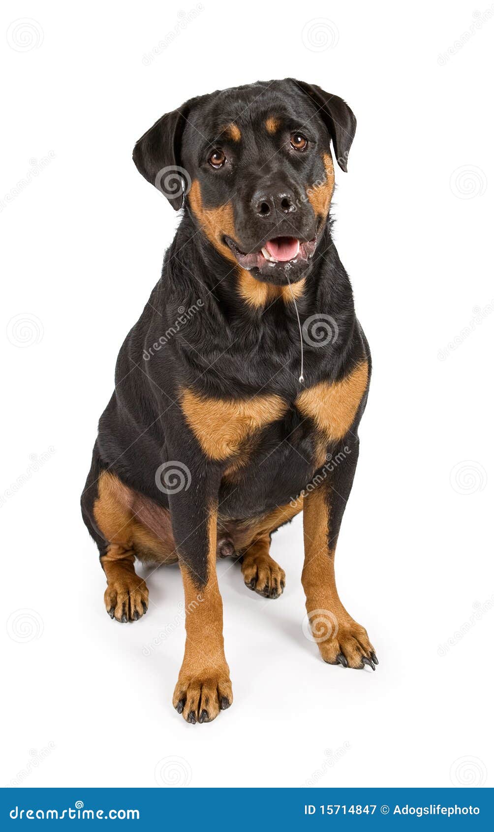 De Hond Van Rottweiler Met Kwijlt Stock Afbeelding - Image of ...