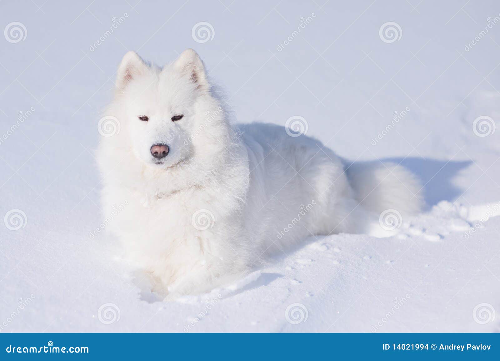 De Hond Van Samoyed Op De Sneeuw Stock Foto - Image of snowdriften ...