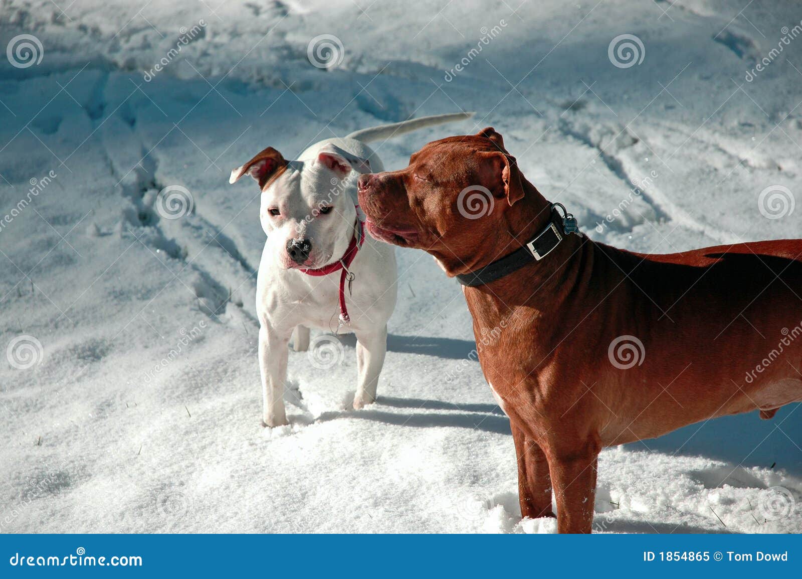 Sneeuwhonden Picture. Image: 1854865