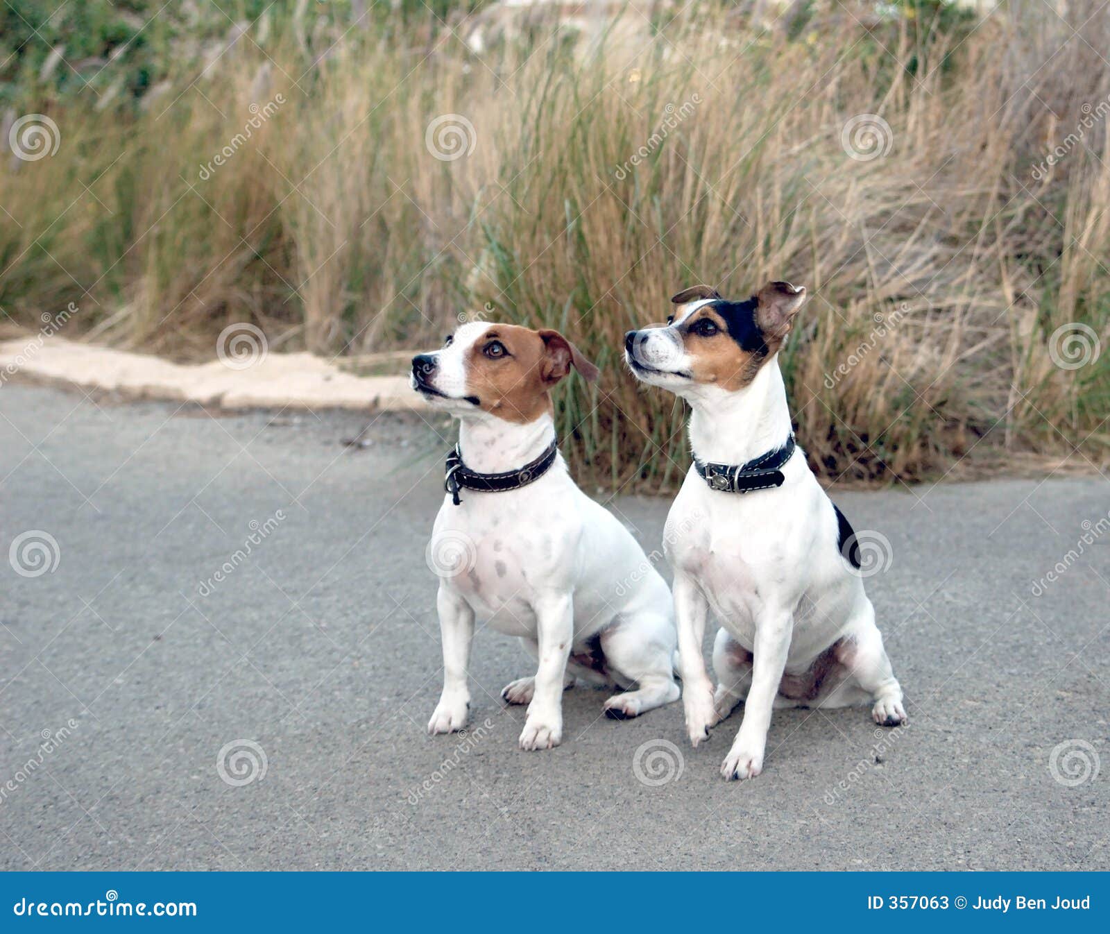 De honden van Jack Russel stock afbeelding. Image of openlucht - 357063