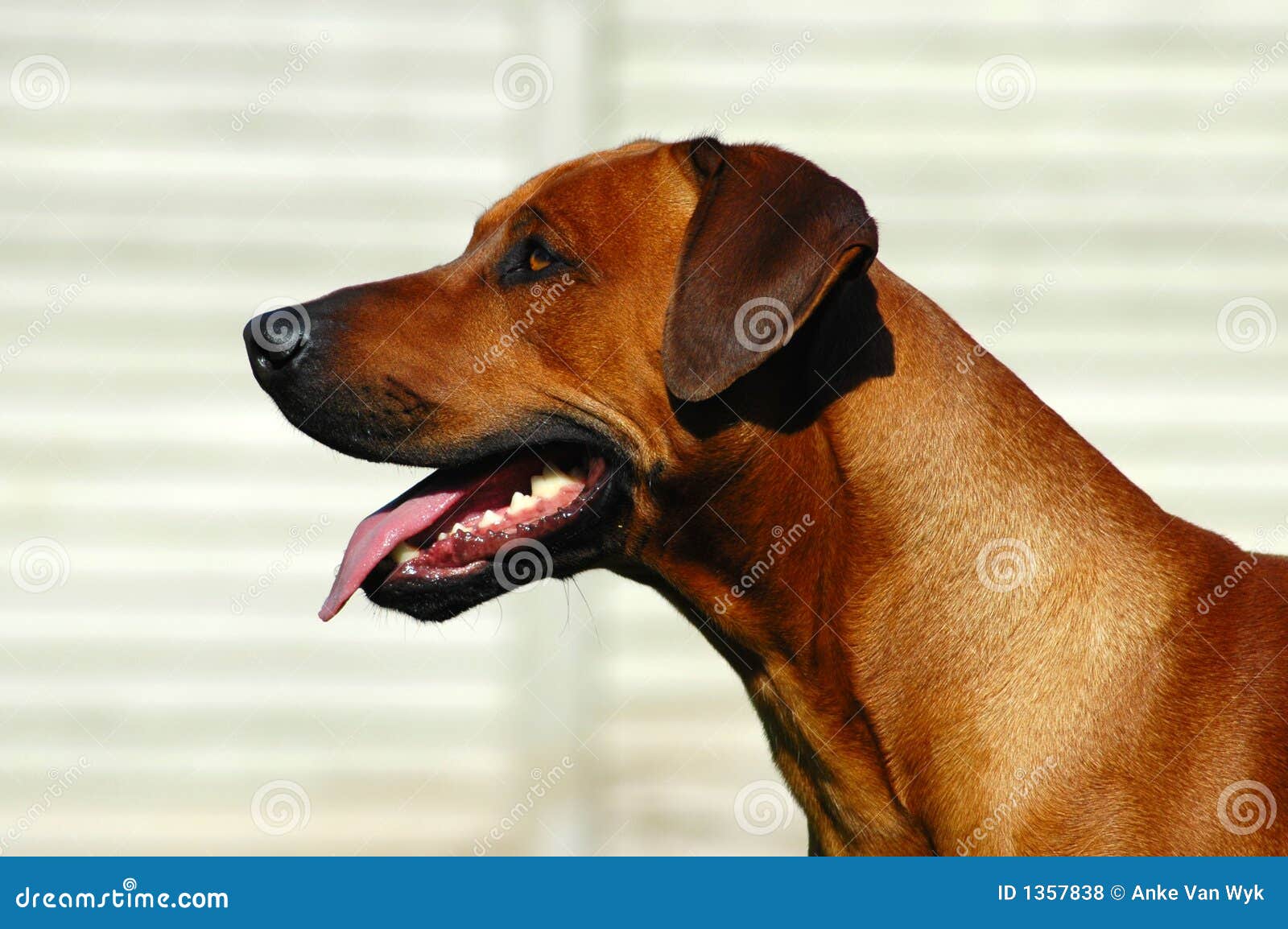 De Hondenhond Van Ridgeback Van Rhodesian Stock Foto - Image of ...