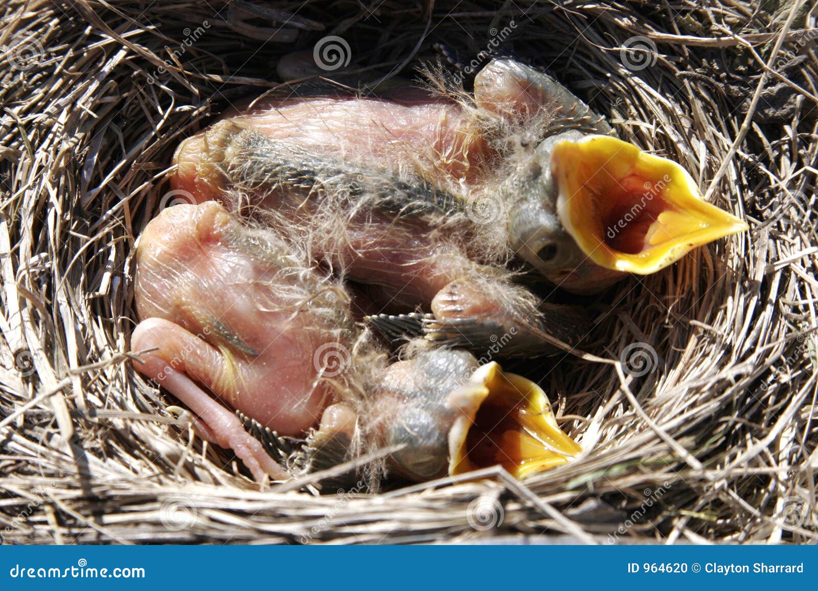 De Hongerige Vogels Van De Baby Stock Foto - Image of bekken, hongerig ...