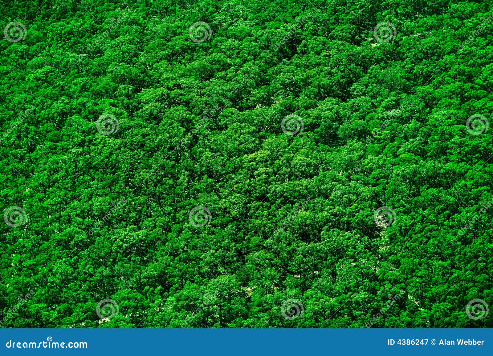 De Hoogste Textuur Van De Boom Stock Afbeelding - Image of binnenland ...