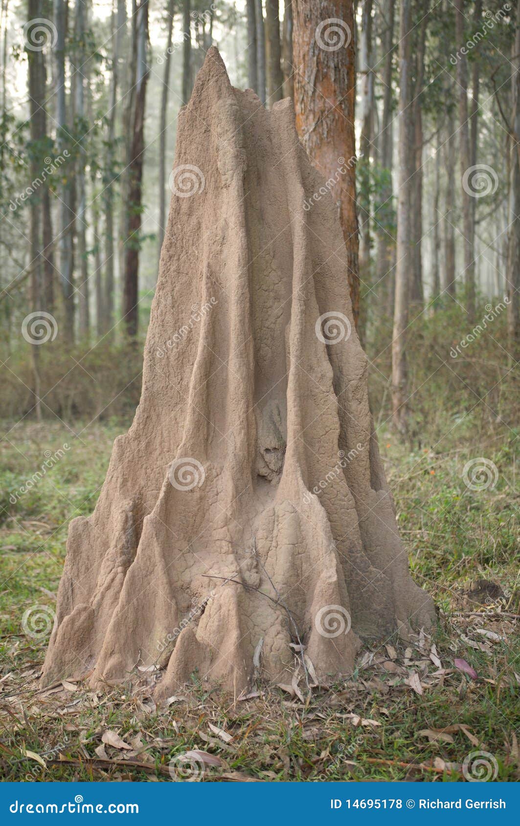 De hoop van de termiet stock foto. Image of fauna, indië - 14695178
