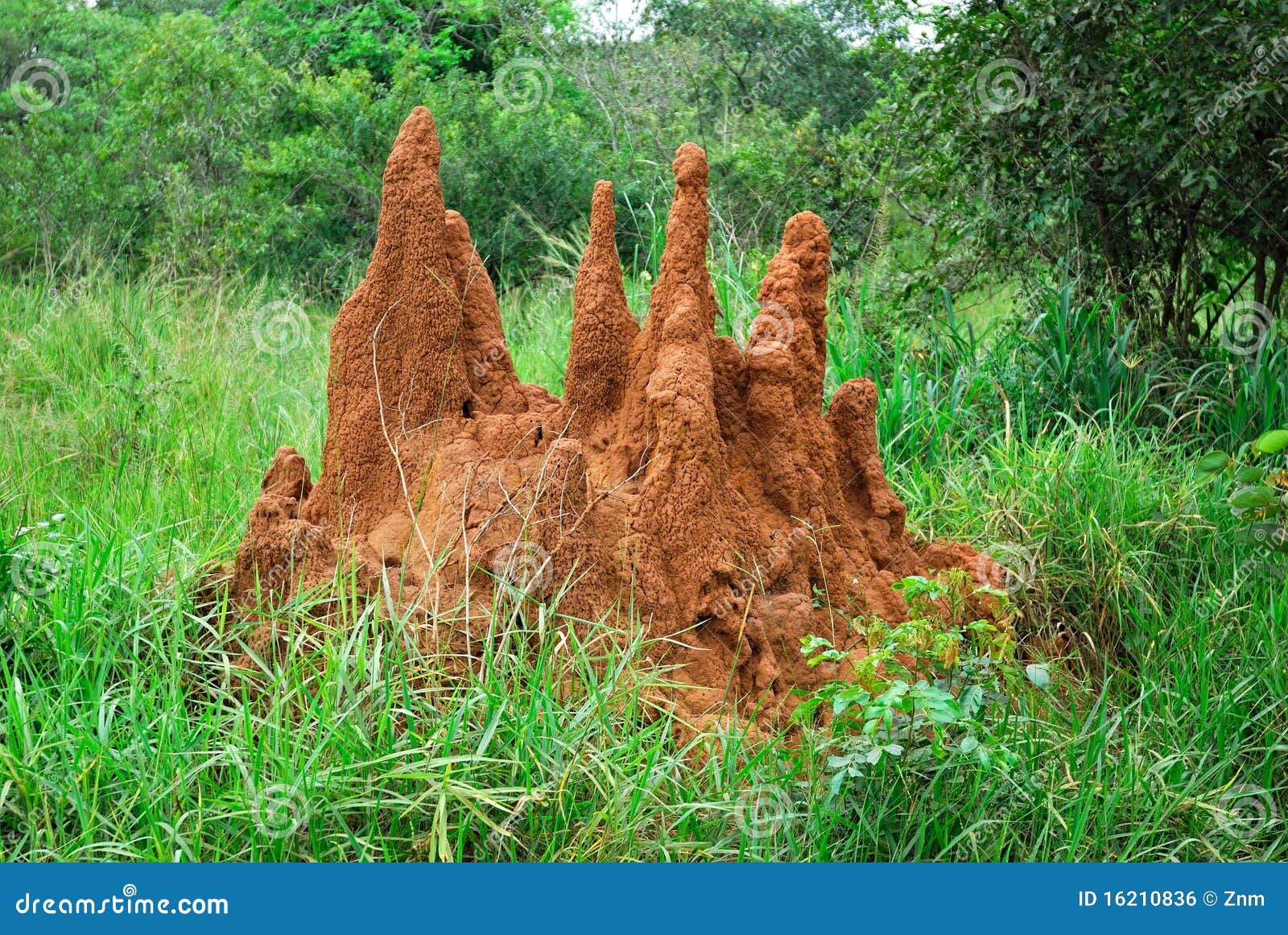 De hoop van de termiet stock foto. Image of insect, openlucht - 16210836