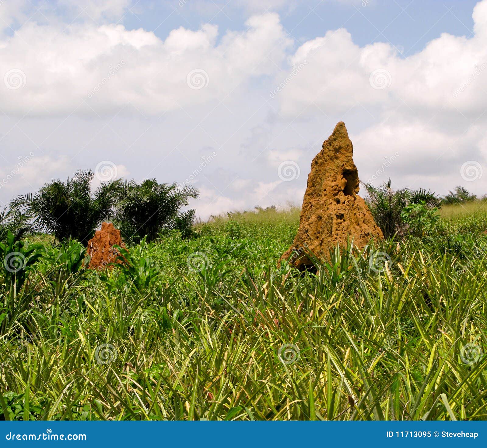 De Hoop Van De Termiet in Ghana West-Afrika Stock Afbeelding - Image of ...
