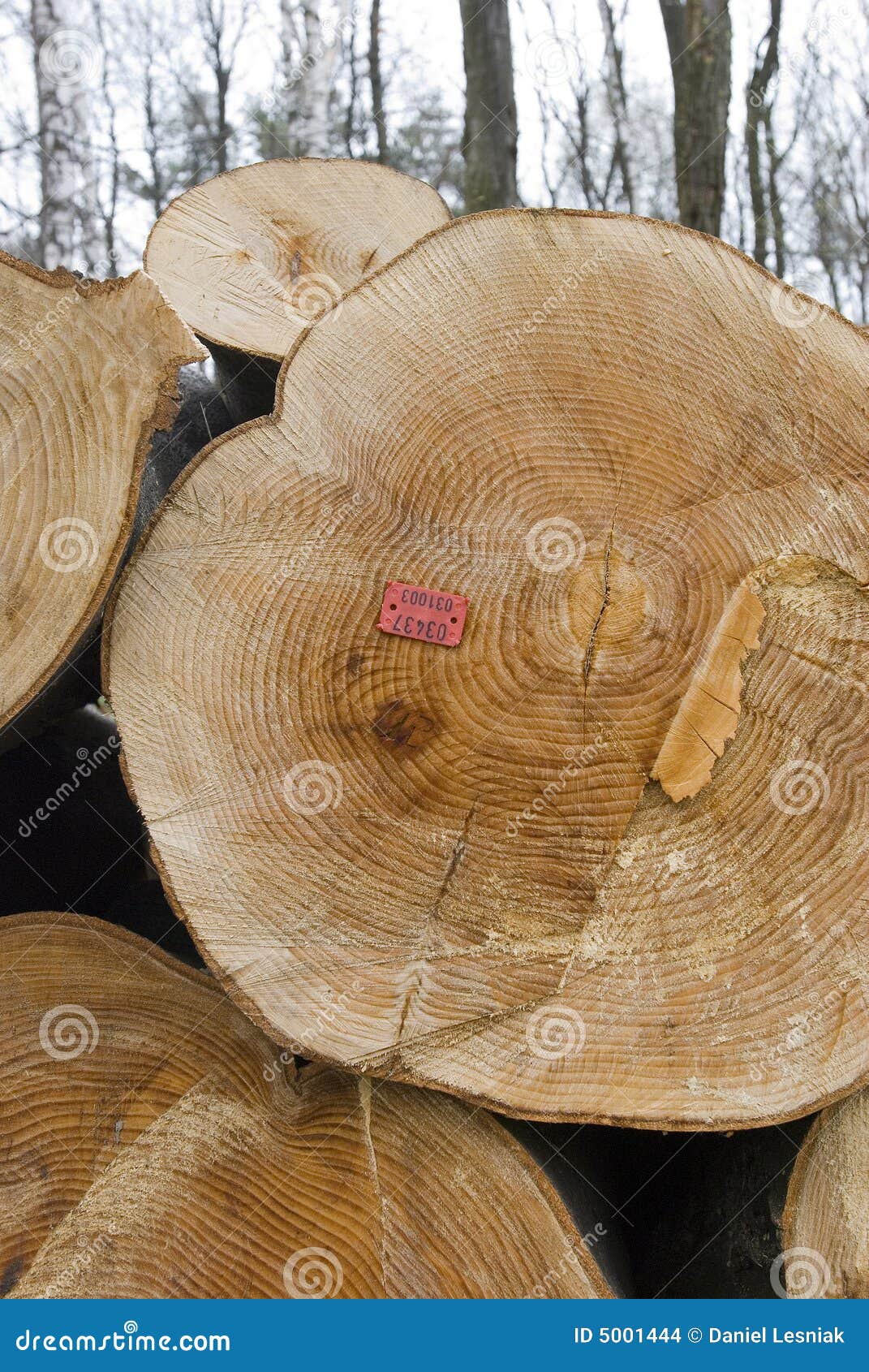 De Hoop Van Het Hout in Het Hout - Detail Stock Foto - Image of hoop ...