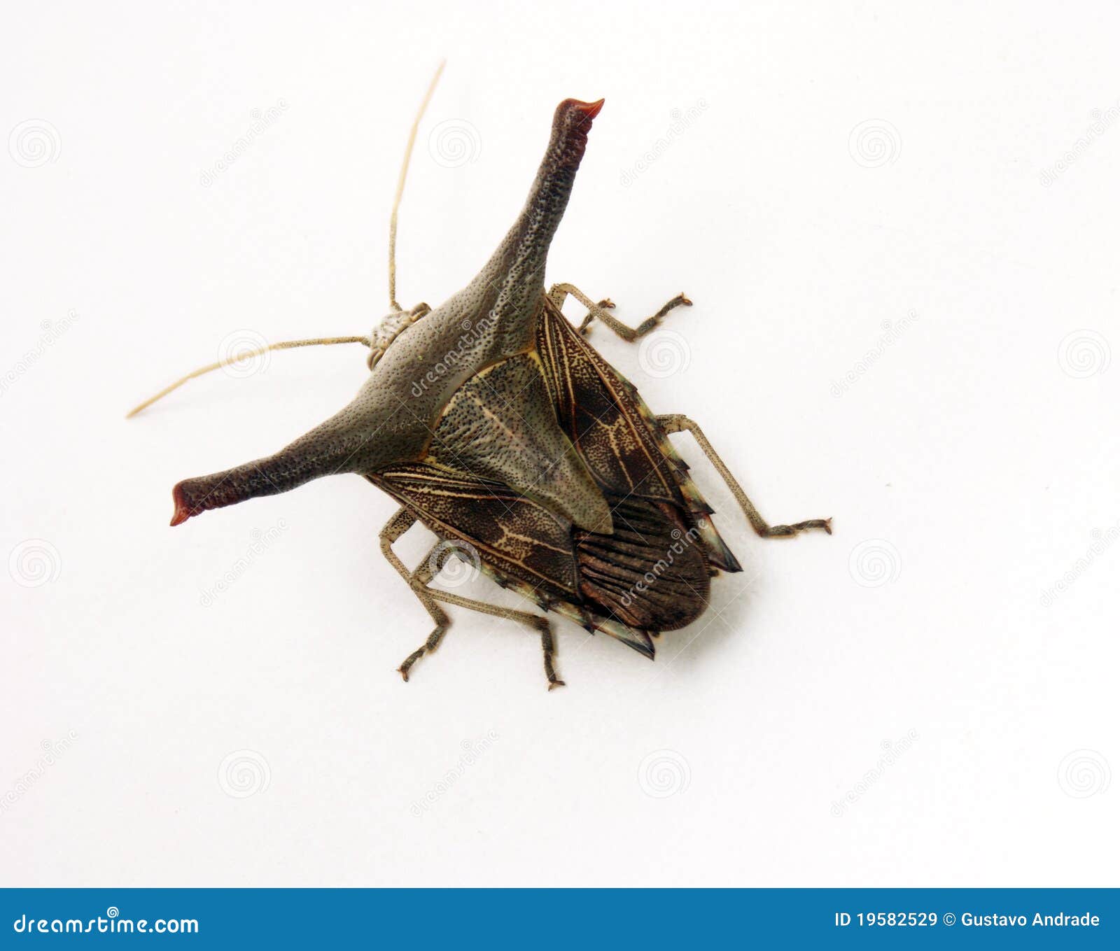 De hoornen van het insect. stock afbeelding. Image of enkelvoudig ...