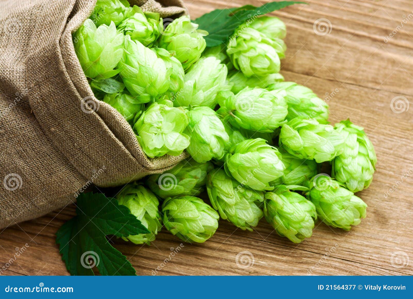 De hop van het bier stock afbeelding. Image of geïsoleerd - 21564377