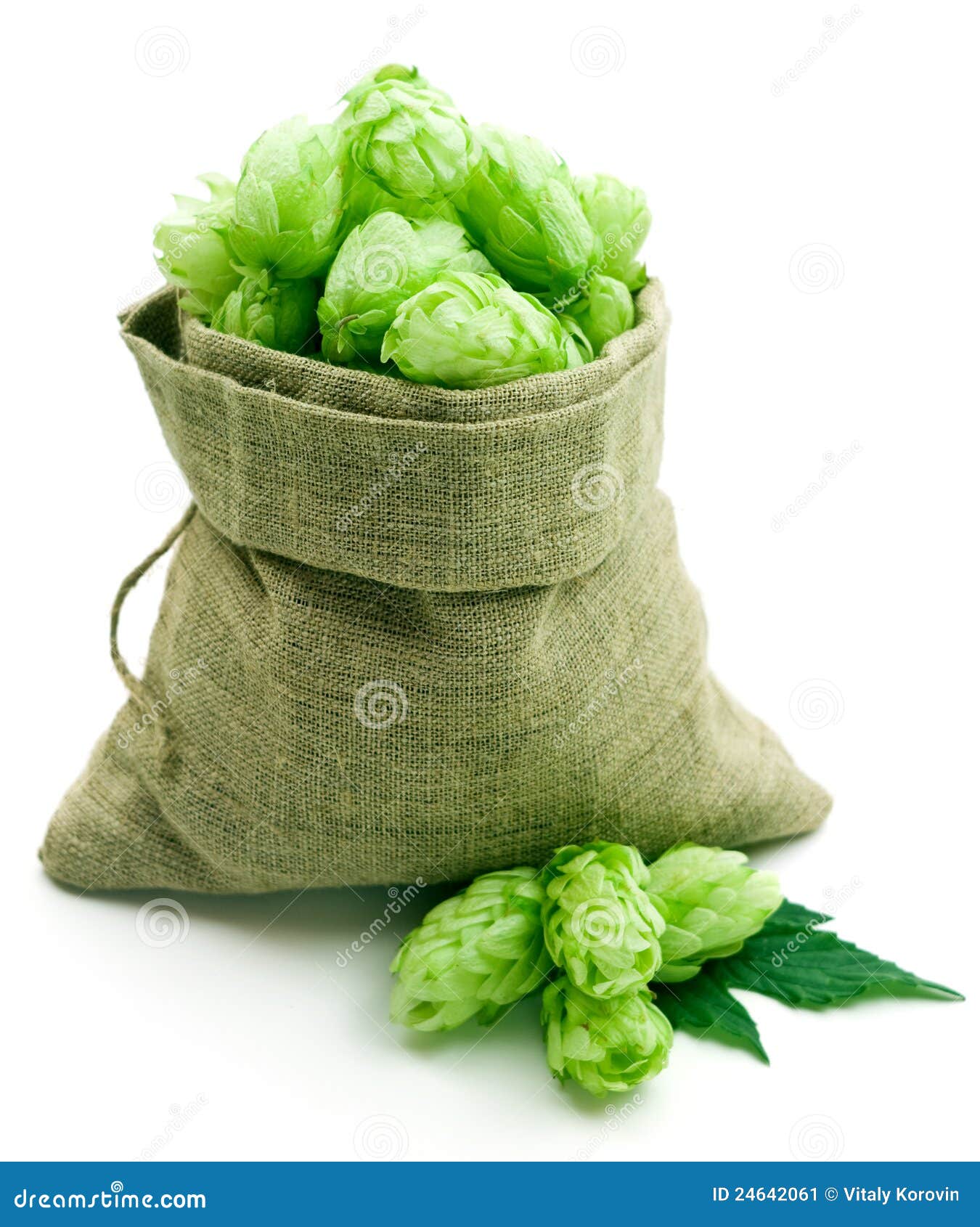 De hop van het bier stock afbeelding. Image of bier, achtergrond - 24642061