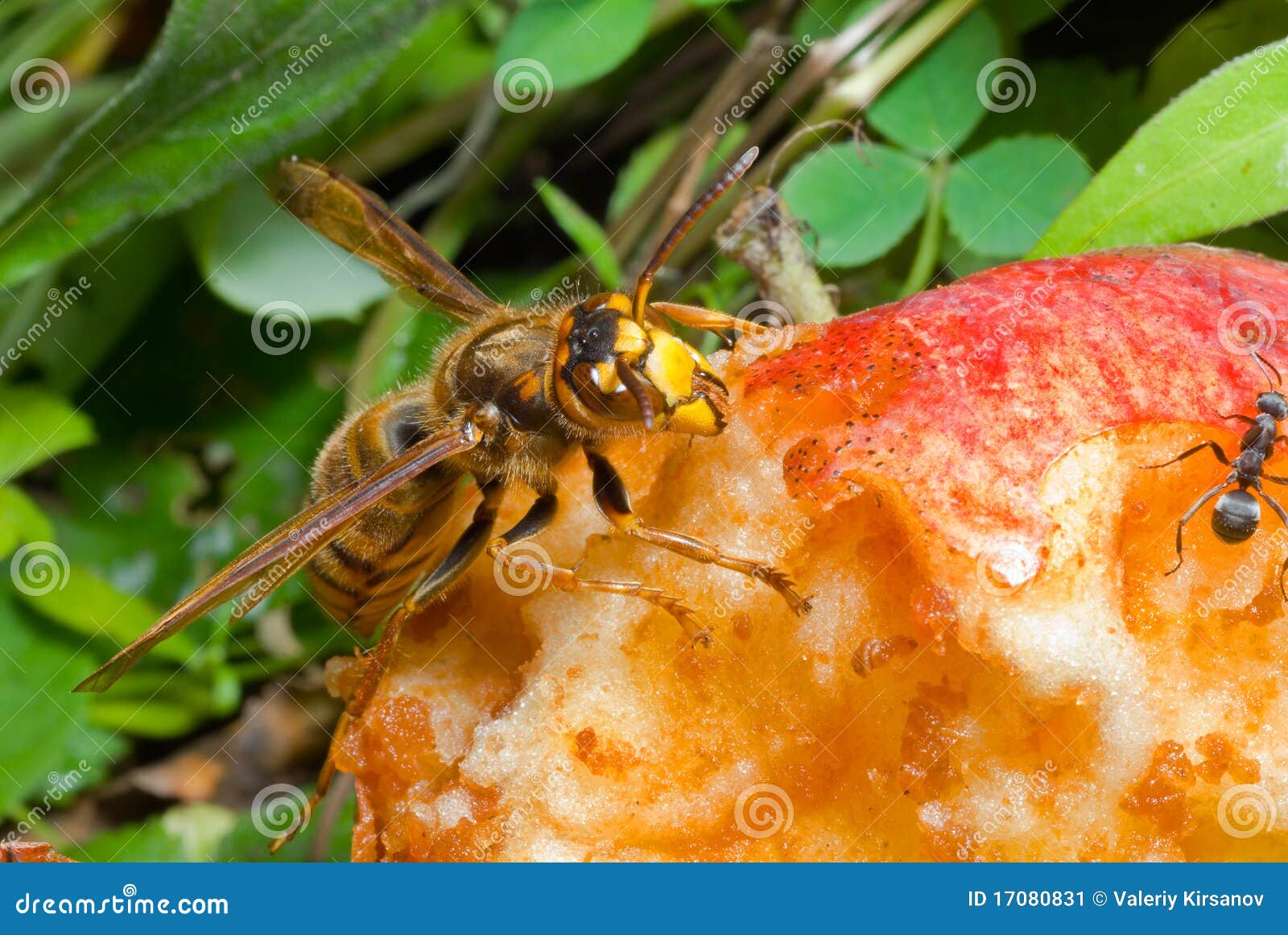 De horzel eet appel 4 stock afbeelding. Image of eten - 17080831