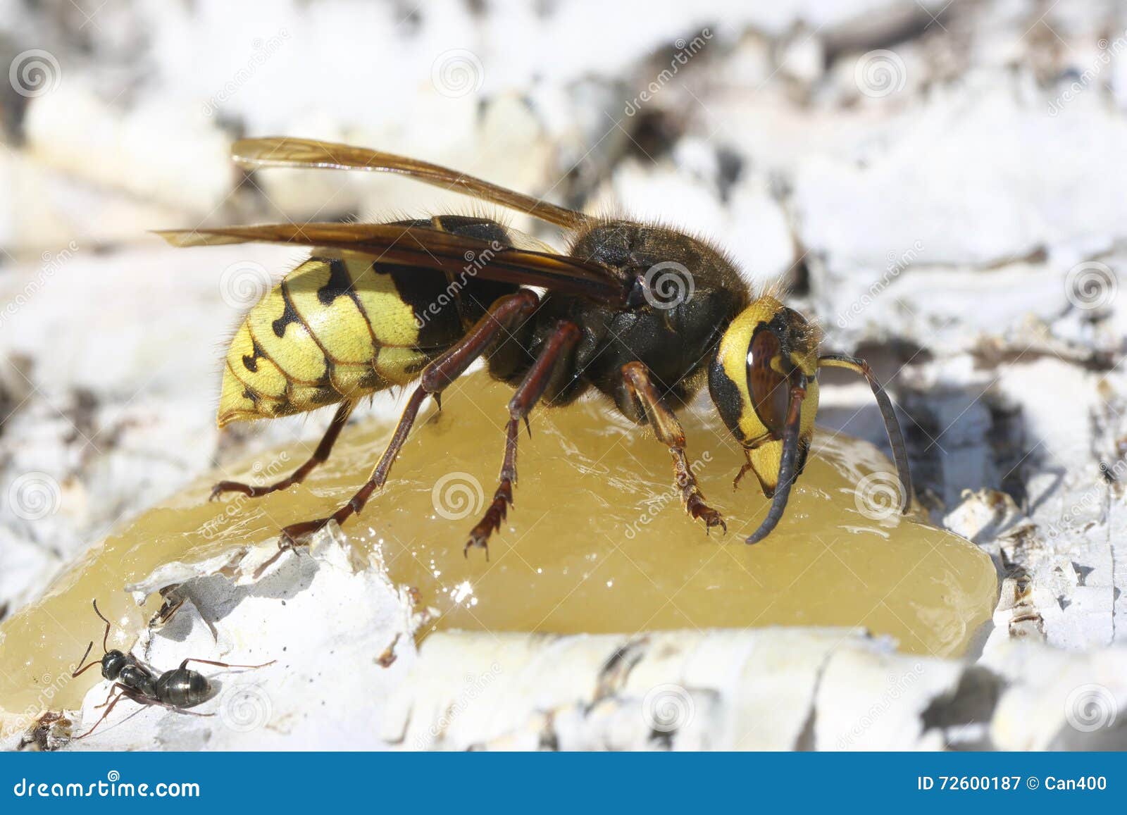 De horzel eet honing stock afbeelding. Image of gegevens - 72600187