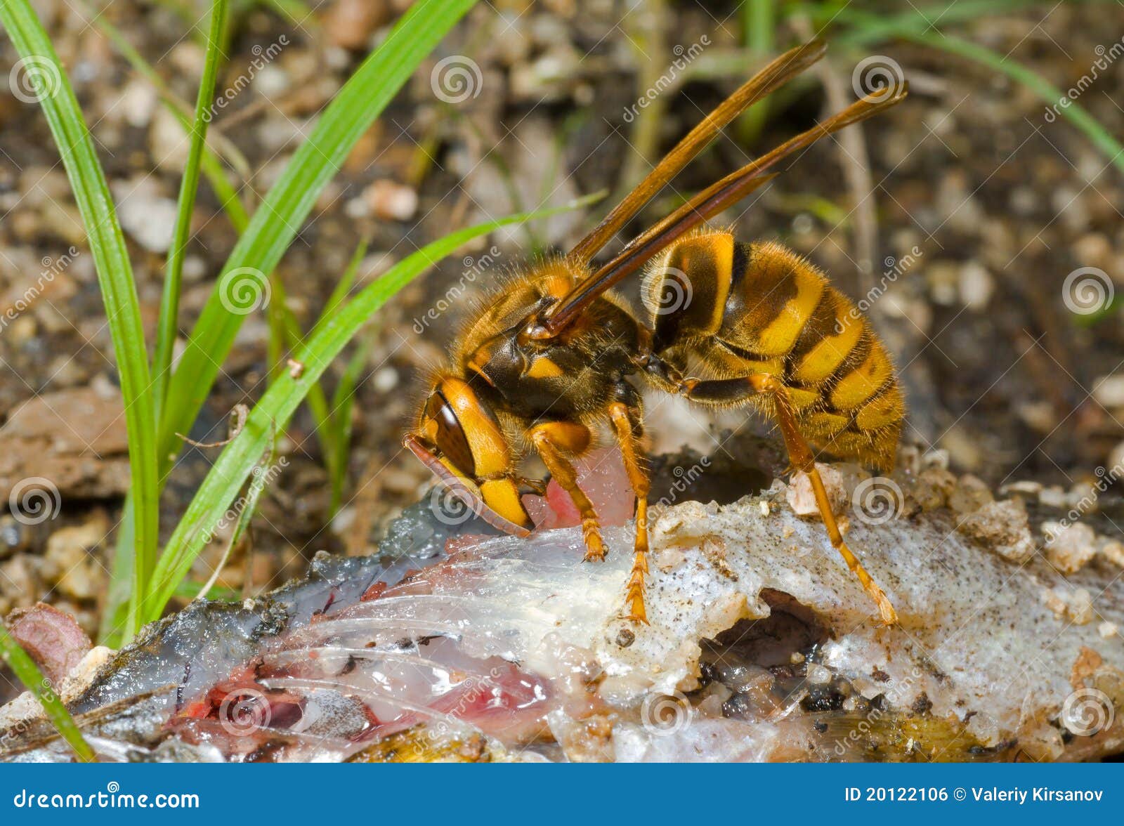 De horzel eet vissen 3 stock foto. Image of gevaarlijk - 20122106