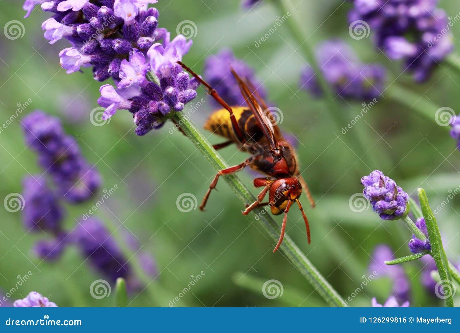 De Horzel is Minder Agressief Dan Een Gewone Wesp Stock Foto - Image of ...