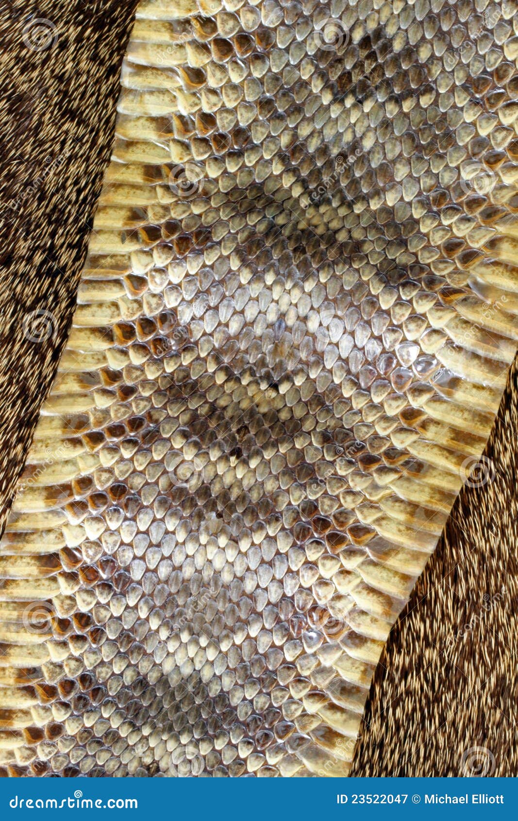 De Huid van de slang stock afbeelding. Image of gevaar - 23522047