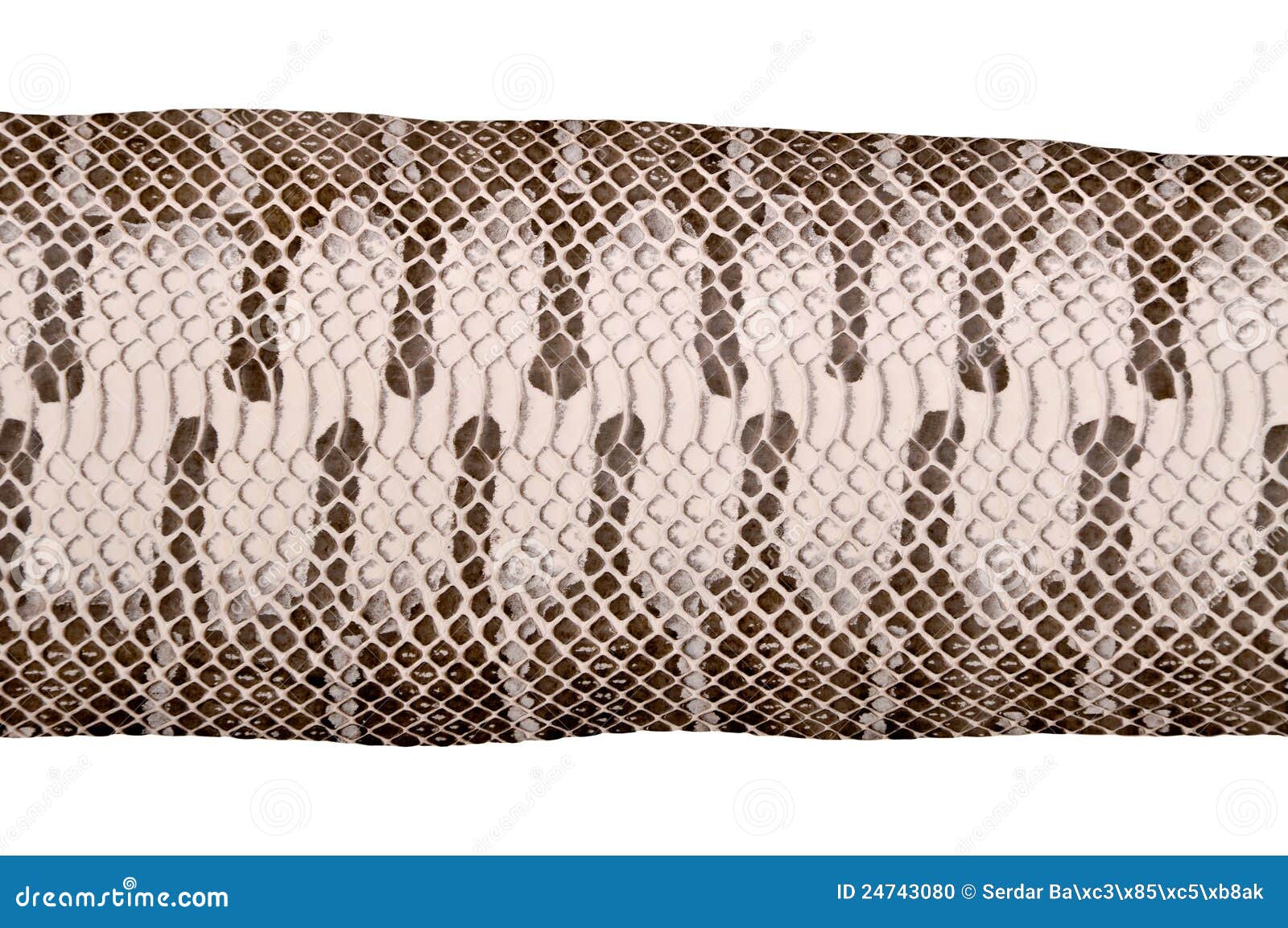 De huid van de slang stock foto. Image of laag, leer - 24743080