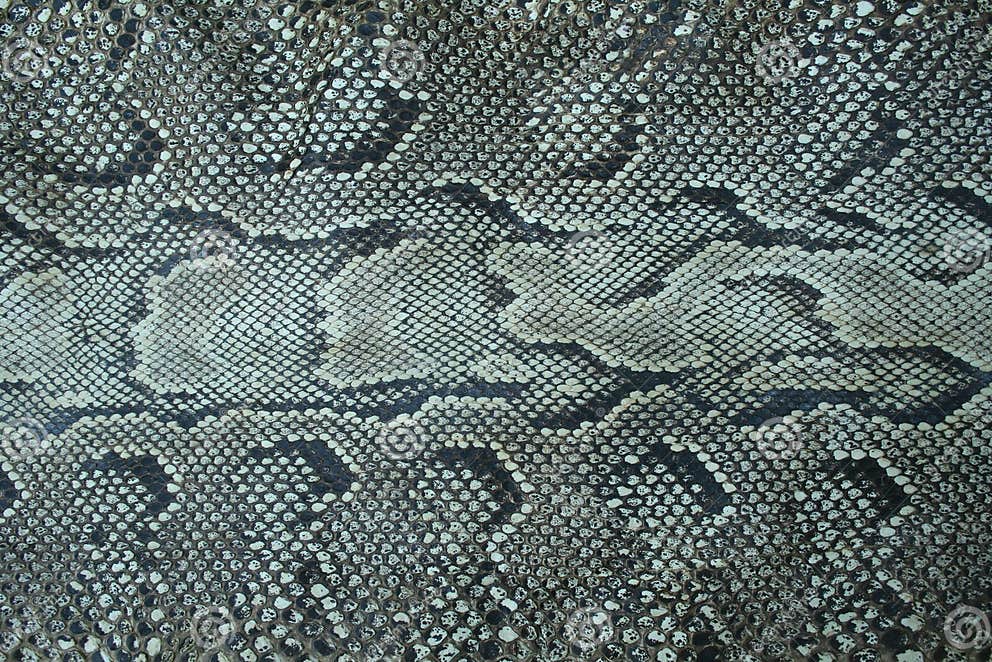 De huid van de slang stock afbeelding. Image of patroon - 3091237