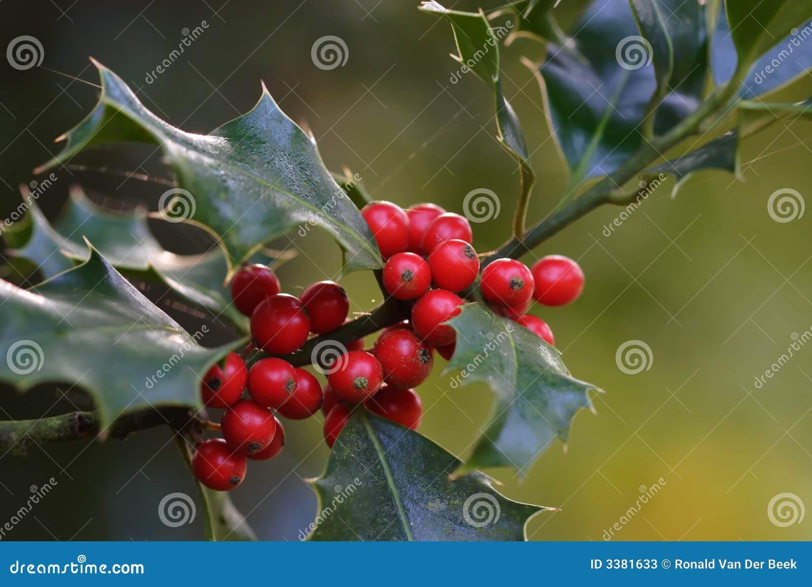 De hulst van Kerstmis stock afbeelding. Image of seizoengebonden - 3381633
