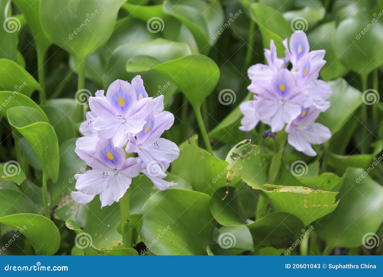 De Hyacint Van Het Water (Eichhornia Crassipes) Stock Afbeelding ...