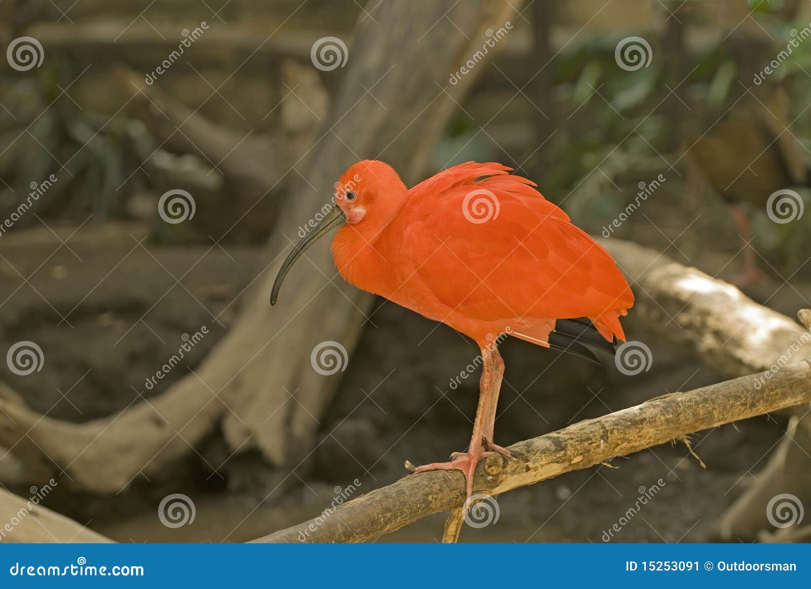 De ibis van Scarlett stock afbeelding. Image of watervogel - 15253091