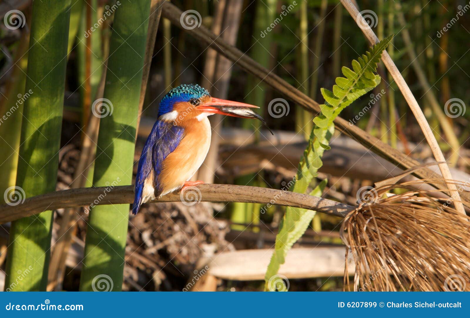 De Ijsvogel Van Het Malachiet Stock Afbeelding - Image of neergestreken, enkelvoudig: 6207899