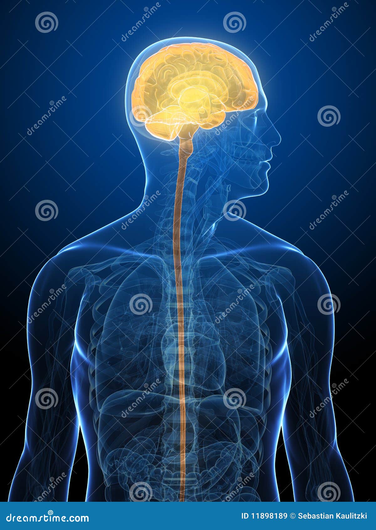 De Illustratie Van Hersenen Stock Illustratie - Illustration of ziekte ...