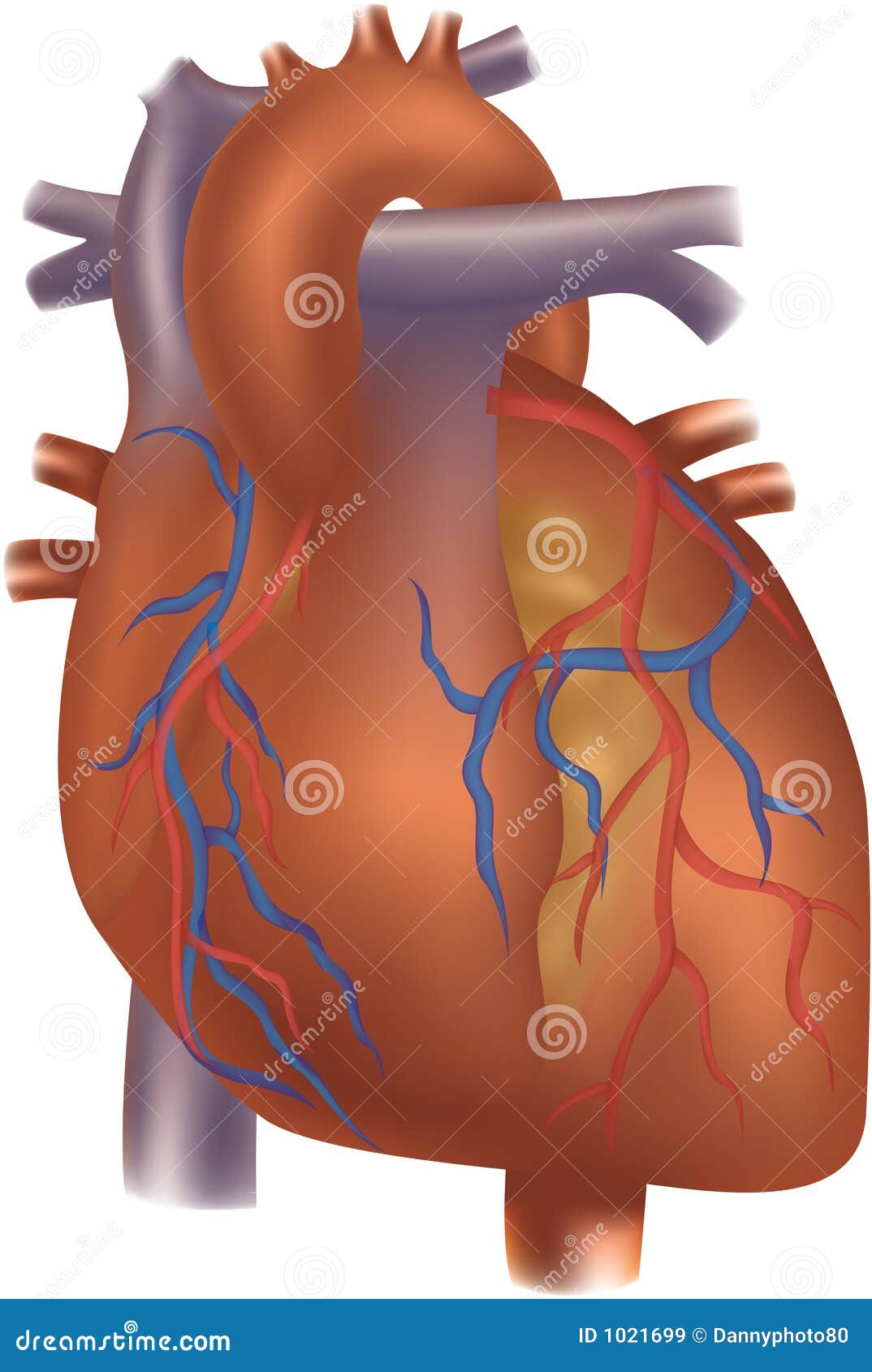 De Illustratie Van Het Hart Stock Illustratie - Illustration of ...