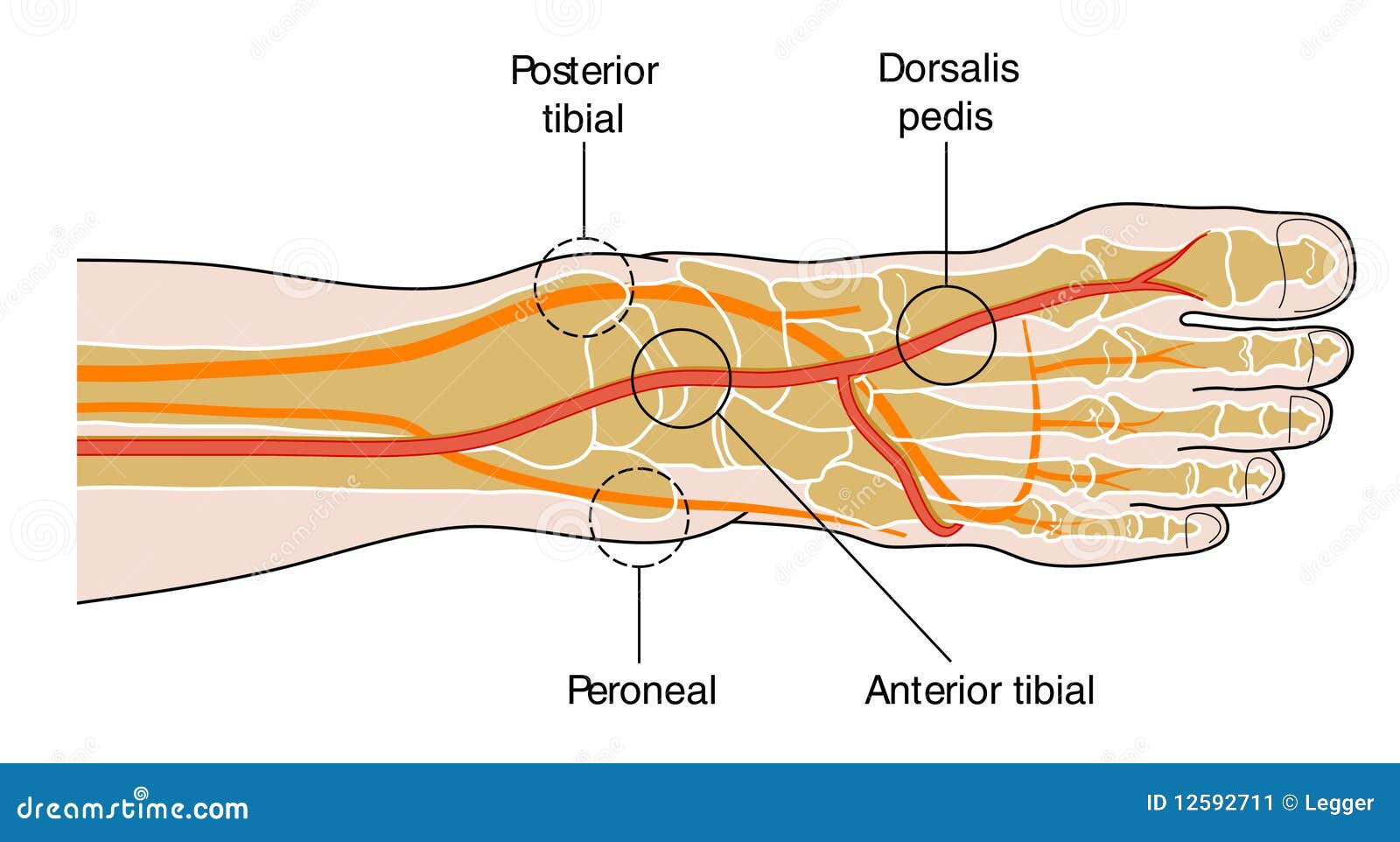De Impulsen van het pedaal stock illustratie. Illustration of bloed ...