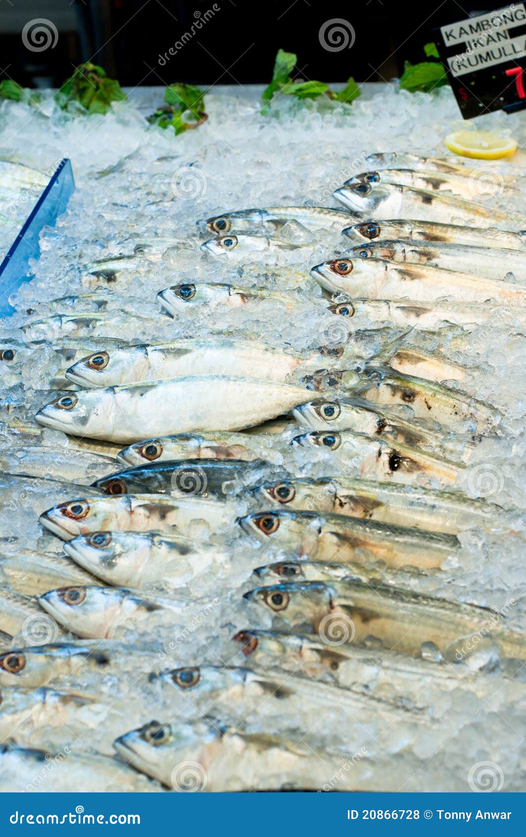 De Indische Makreel Van Kambong Stock Foto - Afbeelding bestaande uit ...