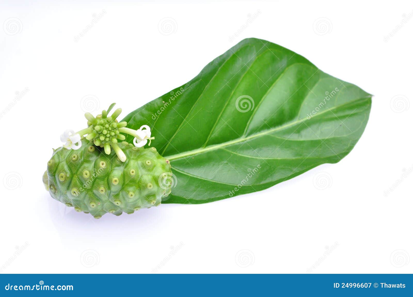 De Indische Moerbeiboom Van Noni Stock Afbeelding - Image of vrucht ...