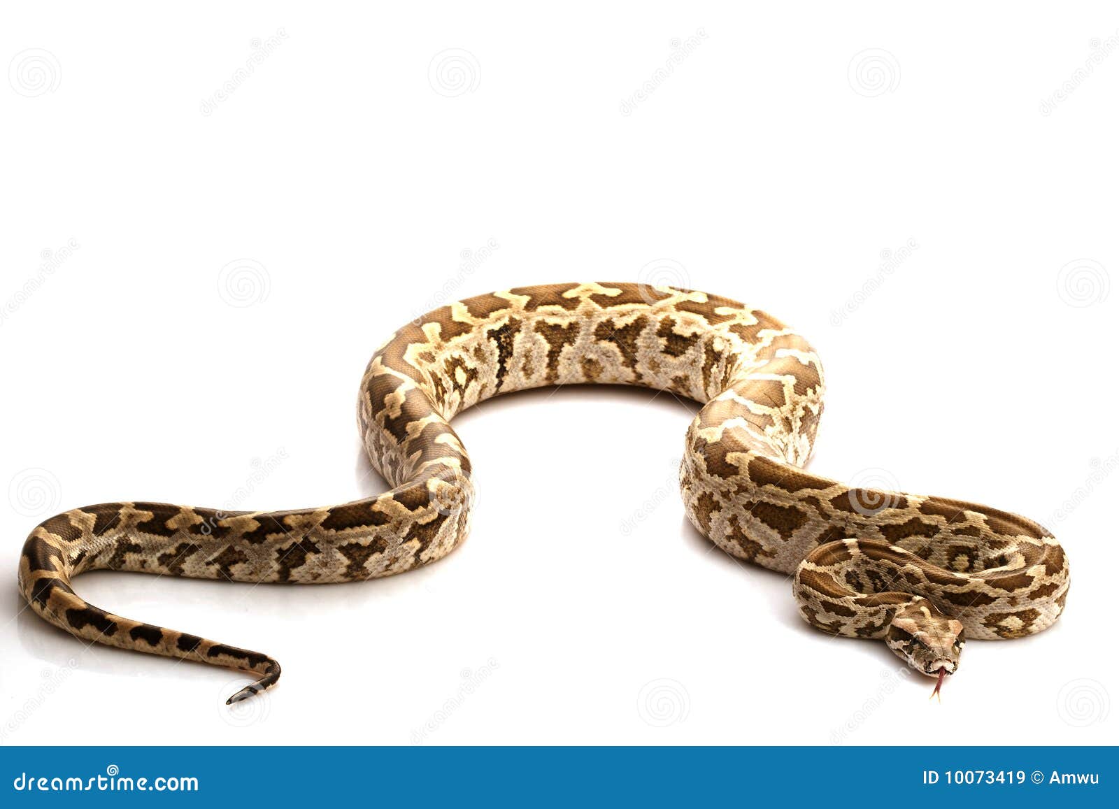 De Indische Python Van De Rots Stock Afbeelding - Image of zoölogie ...