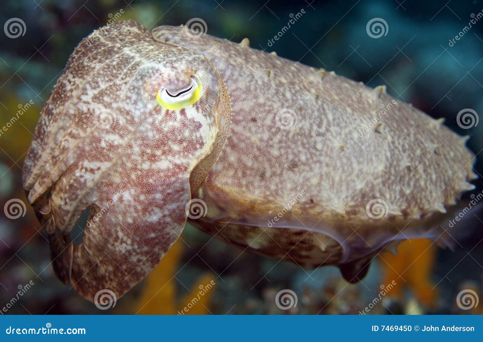 De Inktvissen Van De Ertsader Stock Foto - Image of kleur, oceaan: 7469450