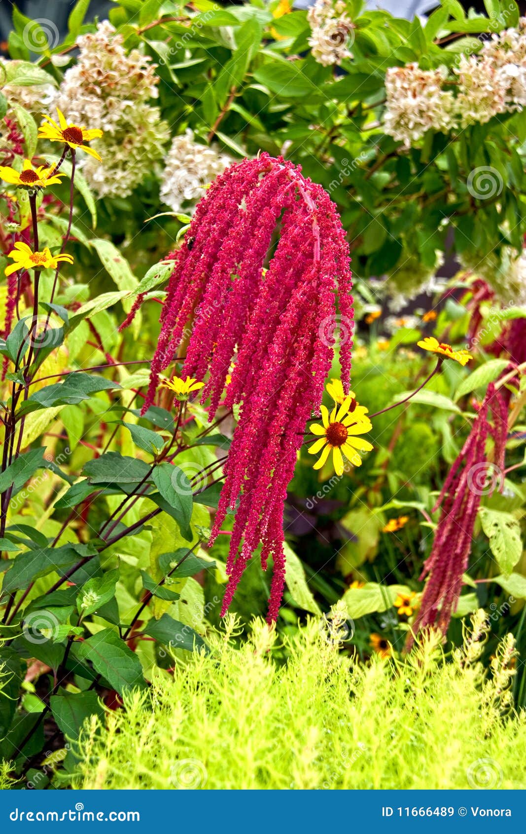 De Installatie Van De Amarant Stock Afbeelding - Image of bloem ...